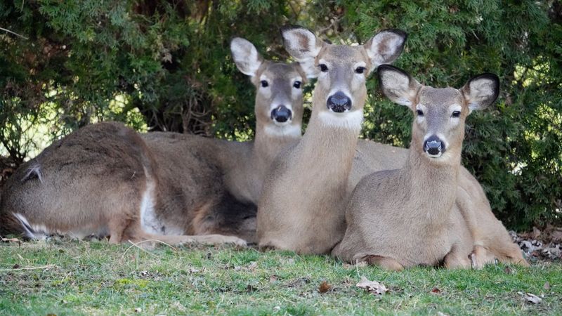 3 deer jumped over hood of my Mazda Miata. They're the scourge of ...