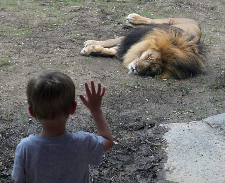 Tamarr, the Akron Zoo's beloved senior lion, has died