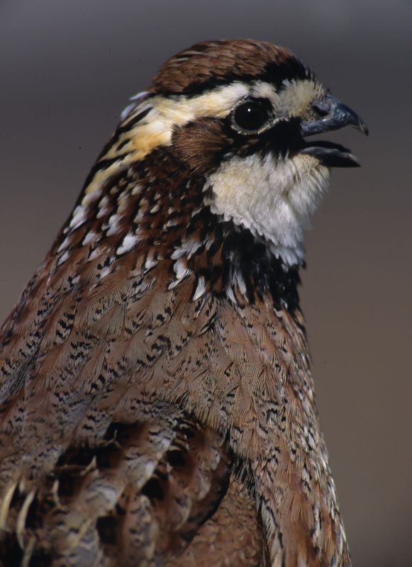 Dwindling quail numbers mean dwindling quail hunting opportunities in Ohio