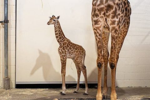 Cute alert! Cleveland Metroparks Zoo announces birth of baby giraffe