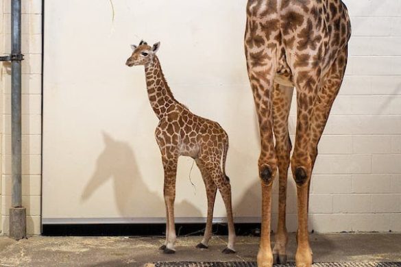 Cute alert! Cleveland Metroparks Zoo announces birth of baby giraffe