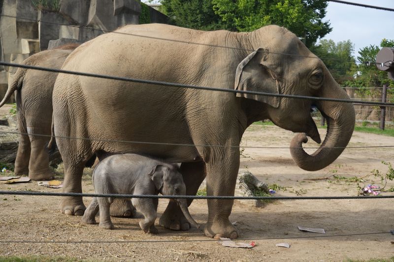 Columbus Zoo and Aquarium reveals the name of its new baby Asian elephant