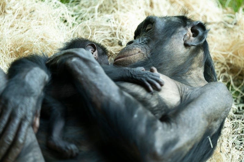 It's a boy! Columbus Zoo welcomes newborn endangered bonobo baby