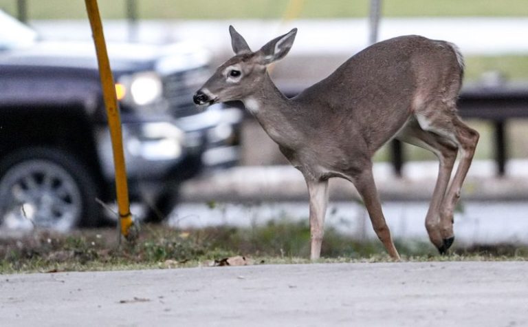 Ohio woman killed after 'aggressive' deer attacked. Here's what happened