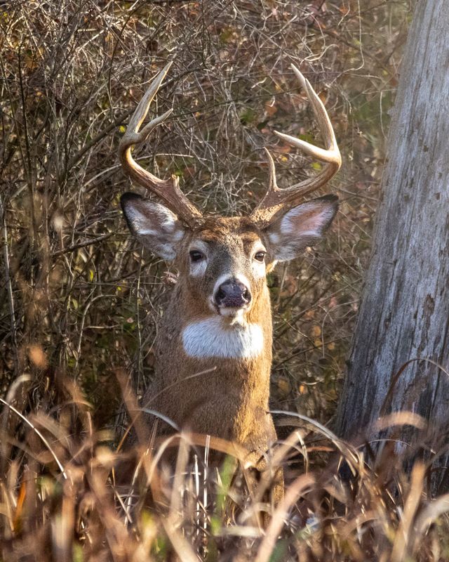Ohio deer season 2025-2026: Check hunting schedules, licenses, rules ...