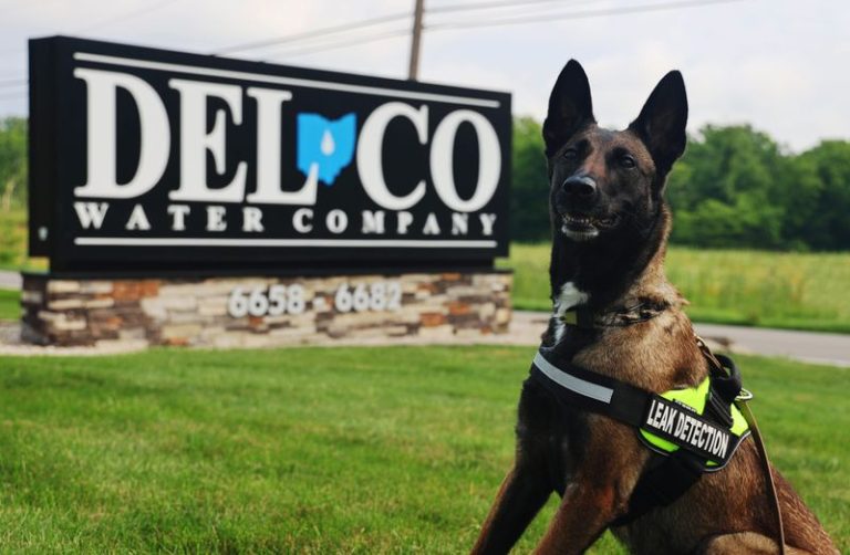 Meet the K-9 sniffing out water leaks as Ohio's first leak detection dog