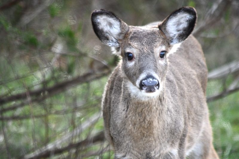 Ohio's deer hunting harvest again surpasses 200,000