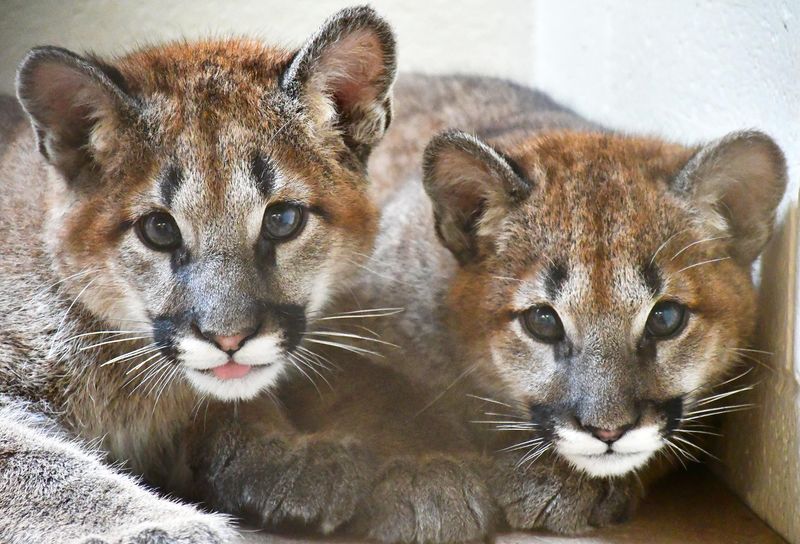 A purrfect addition. Akron Zoo welcomes mountain lion cubs