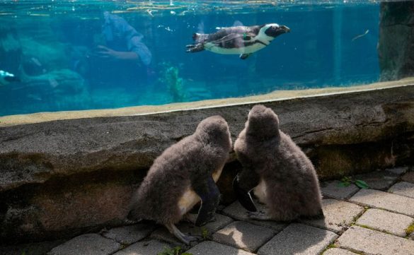 Cincinnati Zoo welcomes 2026 Zoo Babies. Meet the new animals