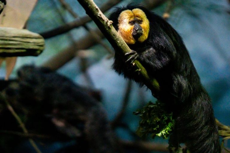 Akron Zoo to open new monkey exhibits and DinoTrek this weekend