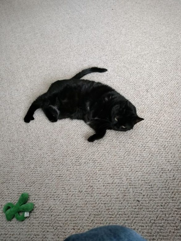 Tilley had a loving home for 14 years. She's now in cat heaven | Opinion