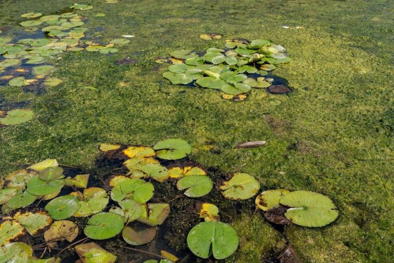 Algae blooms, invasive species among challenges for Lake Erie fish
