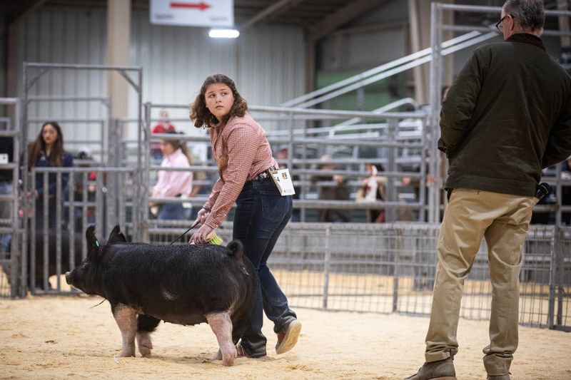 Livestock show holiday? Why some Nueces County kids get a school break