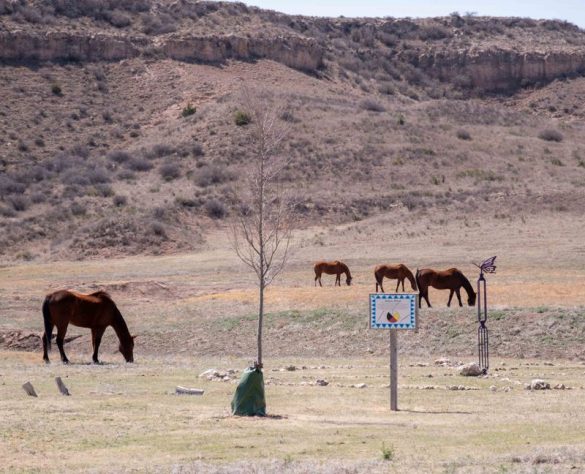 Panhandle ranchers, horse owners on alert as virus confirmed at Texas event