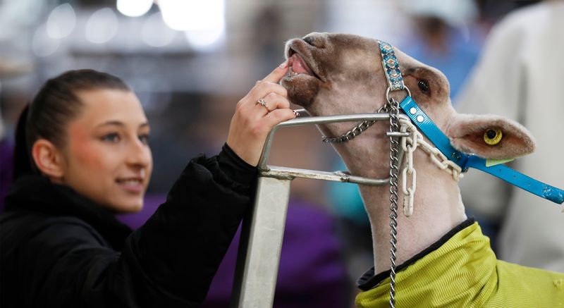 Youth showcase animals, skills at Lubbock County Junior Livestock Show