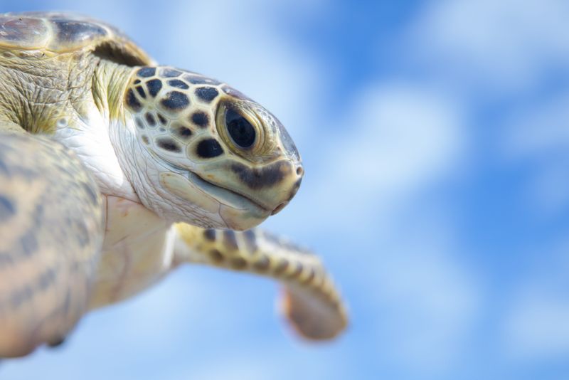 Cold stunned green sea turtles returned to Texas Gulf