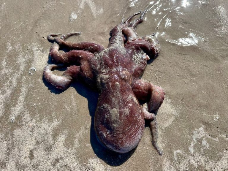 How Jace Tunnell rescued a cold-stunned octopus on Texas beach