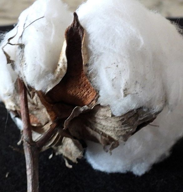 Cotton's surprising history from ancient trade to modern use | Opinion
