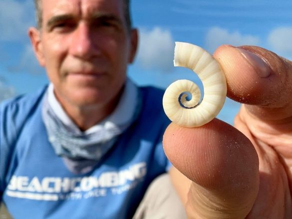 Ram's horn squid shells are uncommon on Texas coast. Here's why