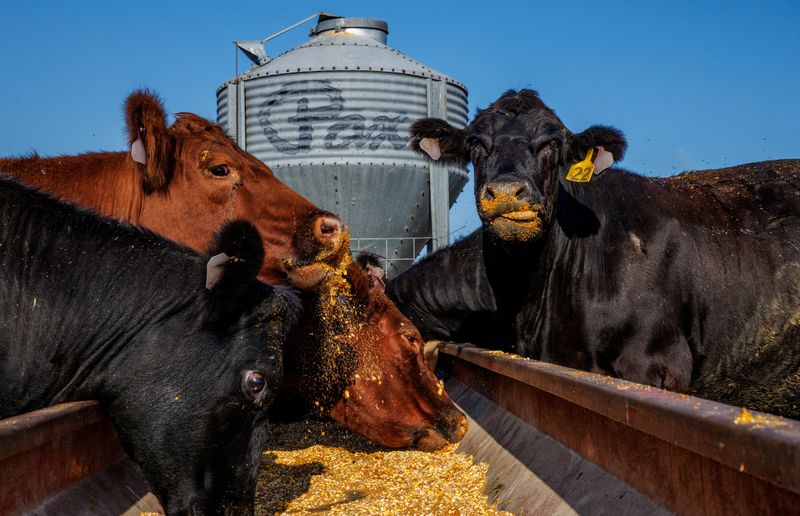Insight-‘Not a happy Trump supporter’: Cattle ranchers hit by push for ...