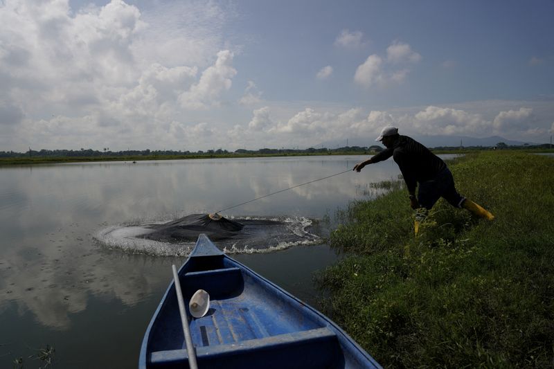 Ecuadorean shrimp sales rebound in 2025, surpass oil exports-producers ...