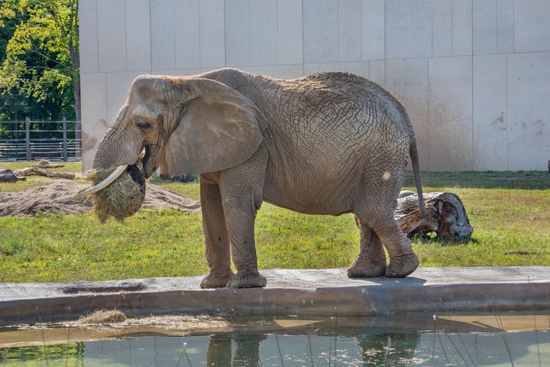 Milwaukee County Zoo provides update on elephant Ruth, who took a fall ...