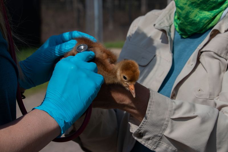 Milwaukee County Zoo aviary closed after bird flu detected in zoo ...