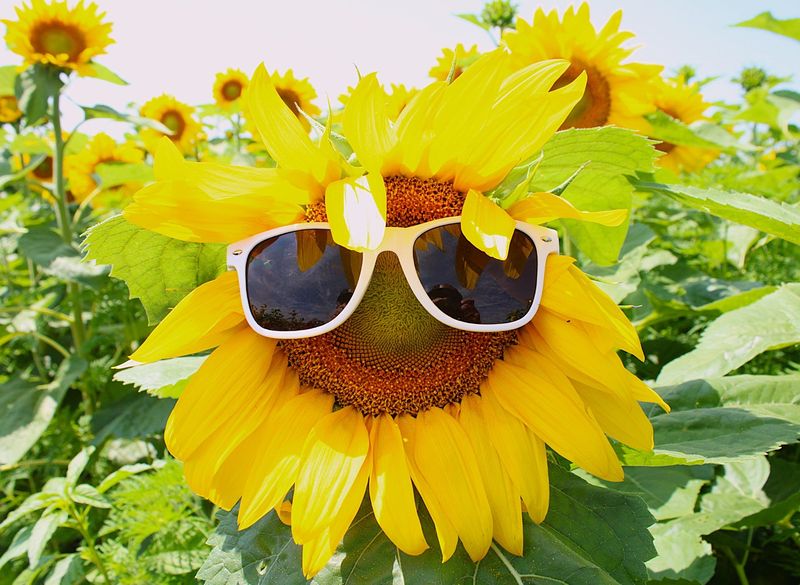 Sunflower lovers of all ages flock to Cecil, Wisconsin farm to annual ...