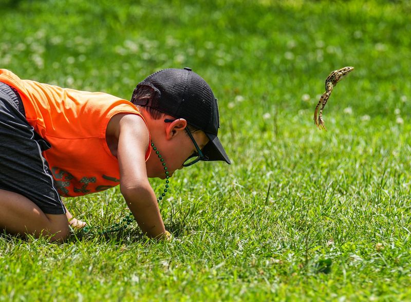 Wisconsin seeks to ban use of wild-caught frogs in jumping contests
