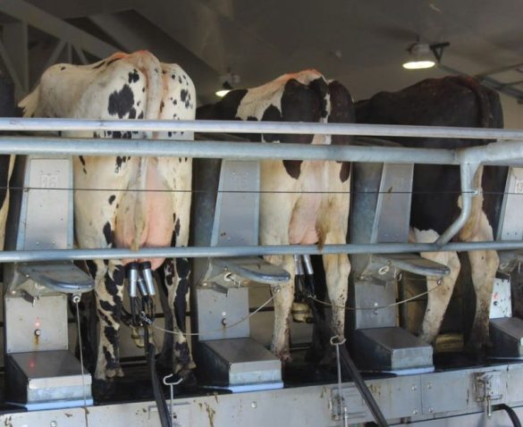 The anatomy of a milk check: key pieces shaping dairy farm profit returns
