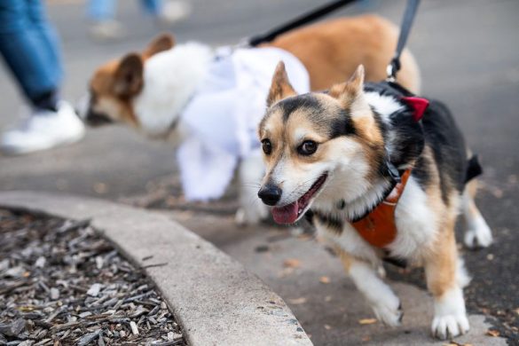 Eat your heart out, wiener dogs. Green Bay Gamblers will unleash 32 ...