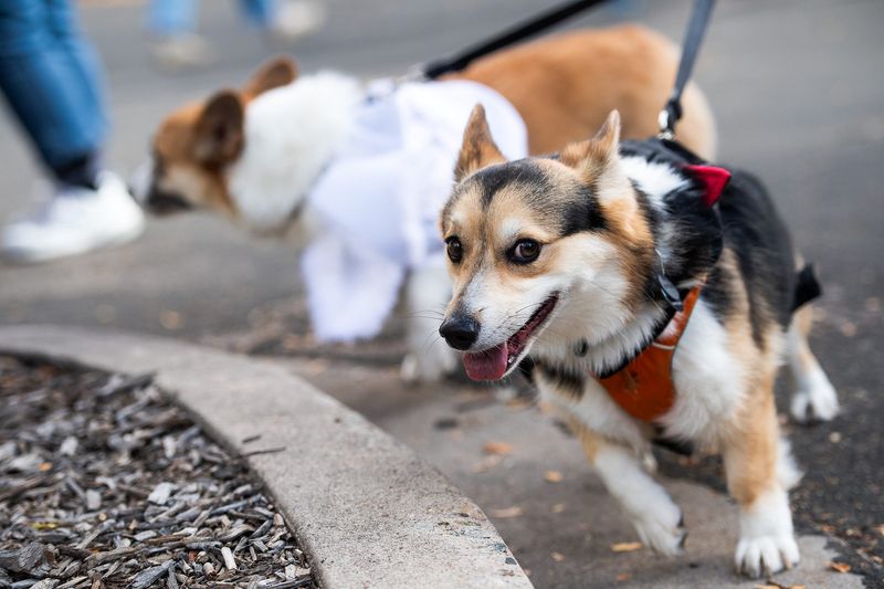 Eat your heart out, wiener dogs. Green Bay Gamblers will unleash 32 ...