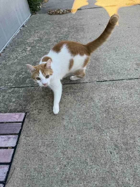 De Pere man receives PETA award for helping rescue Walter the cat
