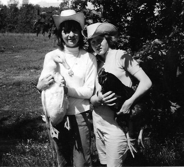 Turkey chicks abandoned at the airport rescued by Susan's dad caused ...