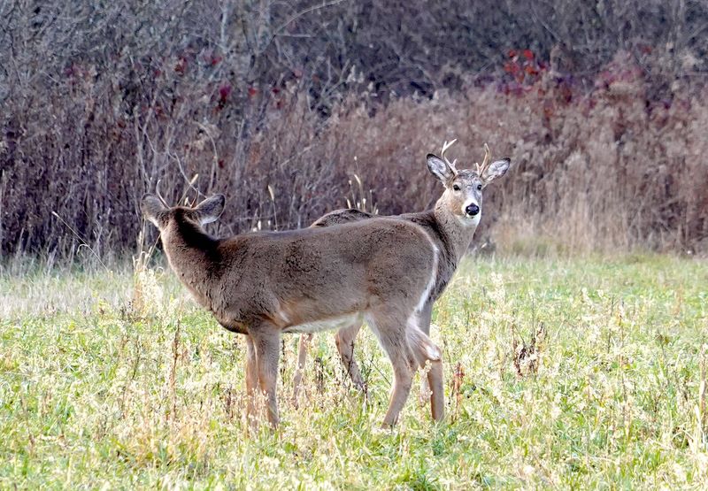 DNR reports 182,084 deer registered in 2025 Wisconsin gun hunting ...