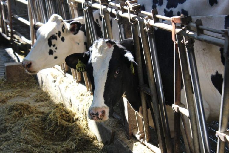 Wisconsin has its fewest dairy herds in decades — and about the same ...