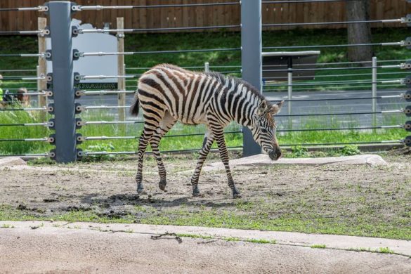 Baby zebra dies following severe leg injury at Milwaukee County Zoo